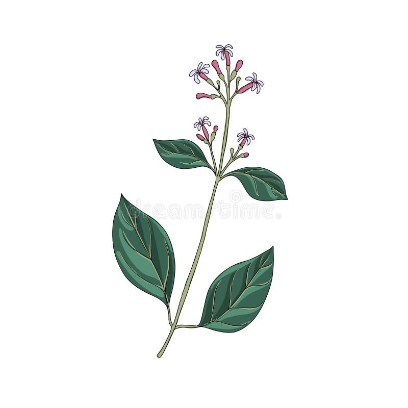 Bark Quinine Tree Stock Illustrations – 76 Bark Quinine Tree Stock ...