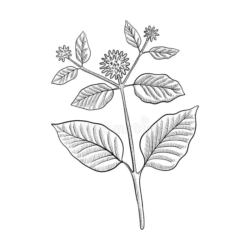 Kratom Mitragyna Speciosa Flower with Leaves. Hand Drawn Vector Outline ...