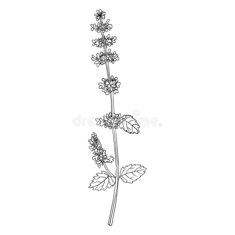 Vector Drawing Lemon Balm Flower Stock Vector - Illustration of grass ...