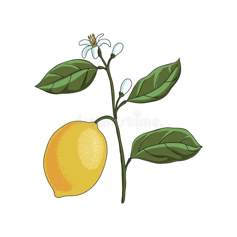 Lemon sketch vector set stock vector. Illustration of fruit - 76983112