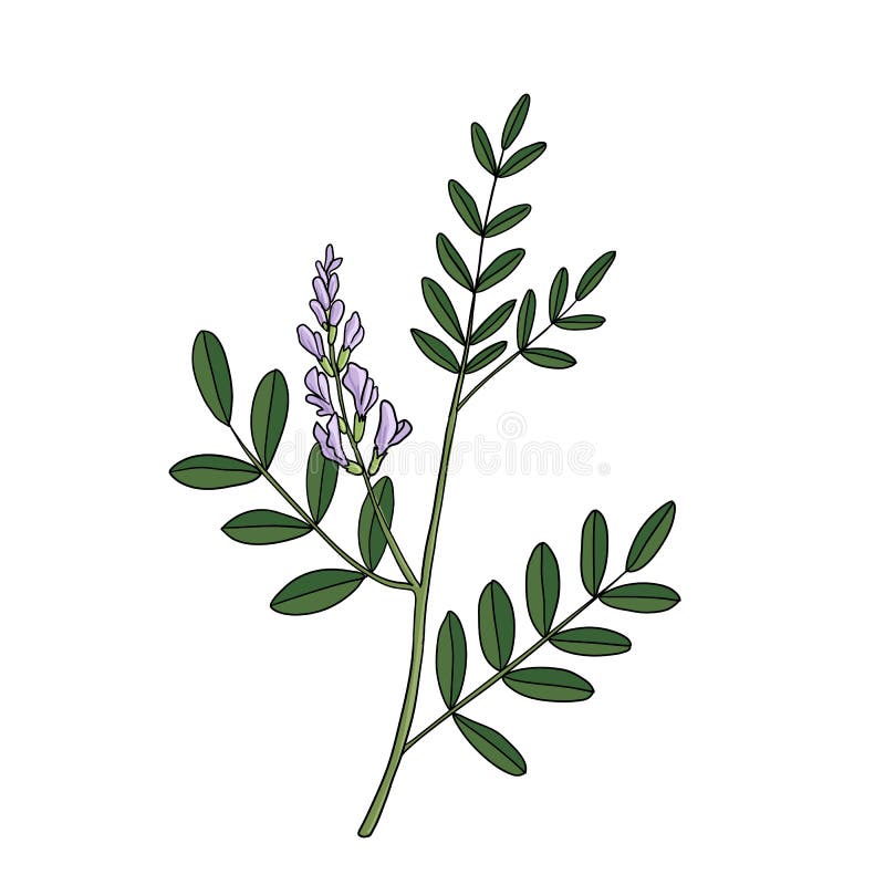 Licorice Root Glycyrrhiza Glabra Stock Illustrations – 121 Licorice ...