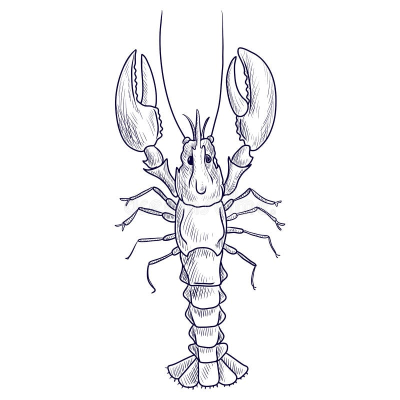 Red Lobster Vector Drawing Stock Illustrations – 1,121 Red Lobster ...