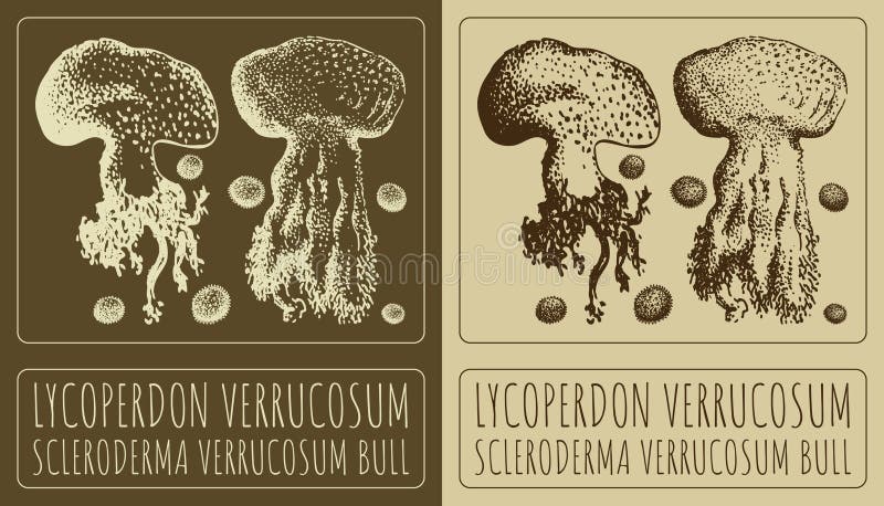 Lycoperdon Verrucosum Stock Illustrations – 2 Lycoperdon Verrucosum ...