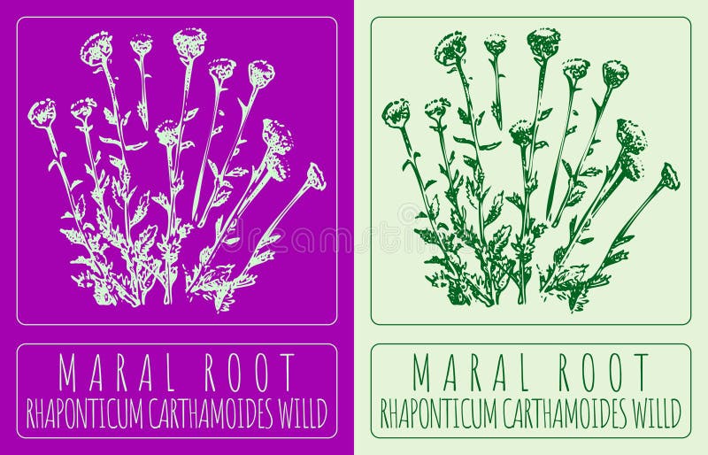 Rhaponticum Carthamoides Willd Stock Illustrations – 4 Rhaponticum ...