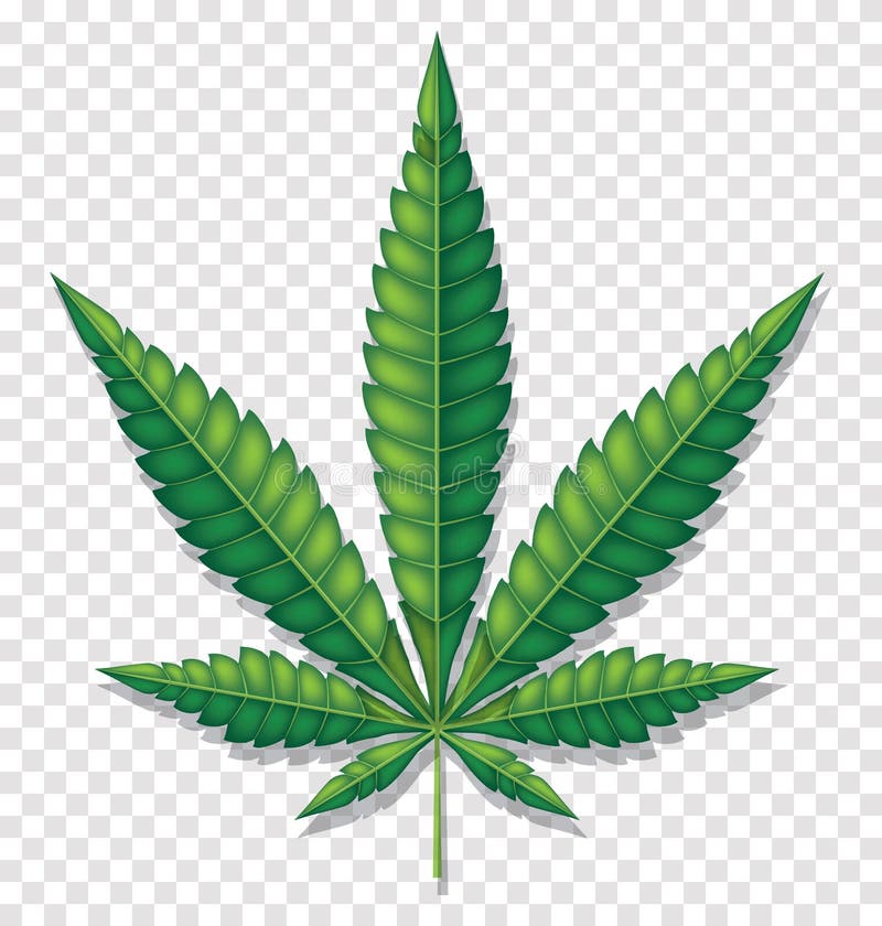 Cannabis leaf real stock vector. Illustration of ganja - 240172361