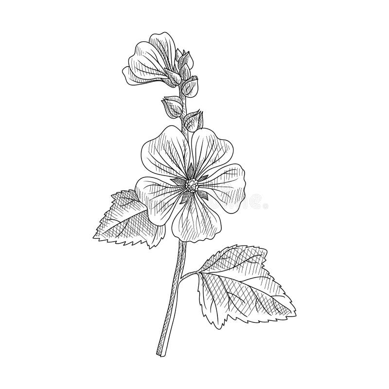 Althaea Officinalis Stock Illustrations – 55 Althaea Officinalis Stock ...