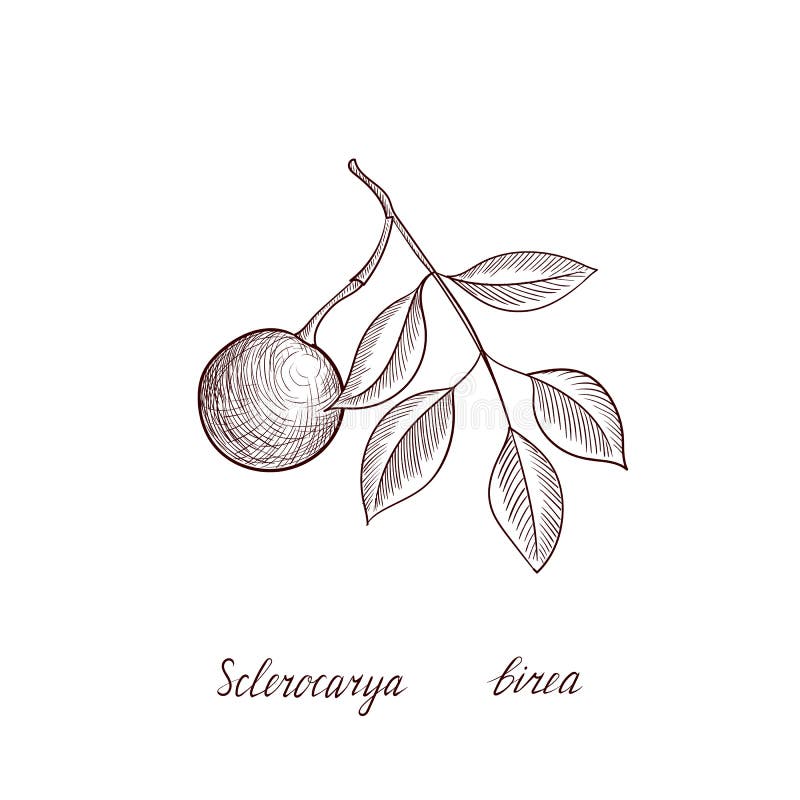 Branch of Marula Fruit with Leaves Isolated, Watercolor Illustration ...