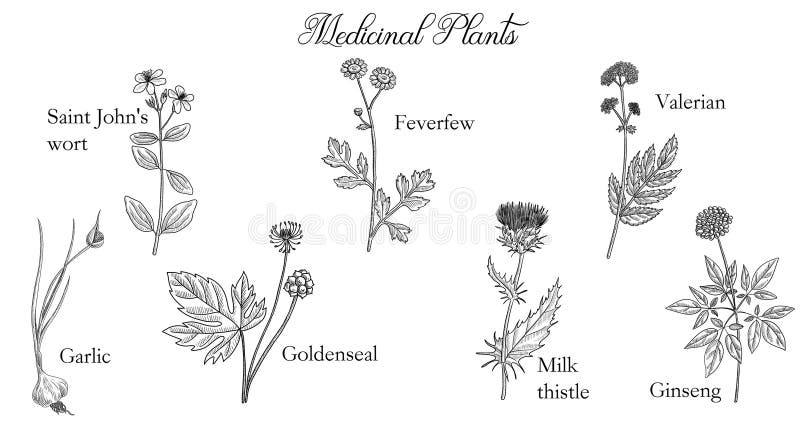 Vector Drawing Medicinal Plants Stock Vector - Illustration of ginseng ...
