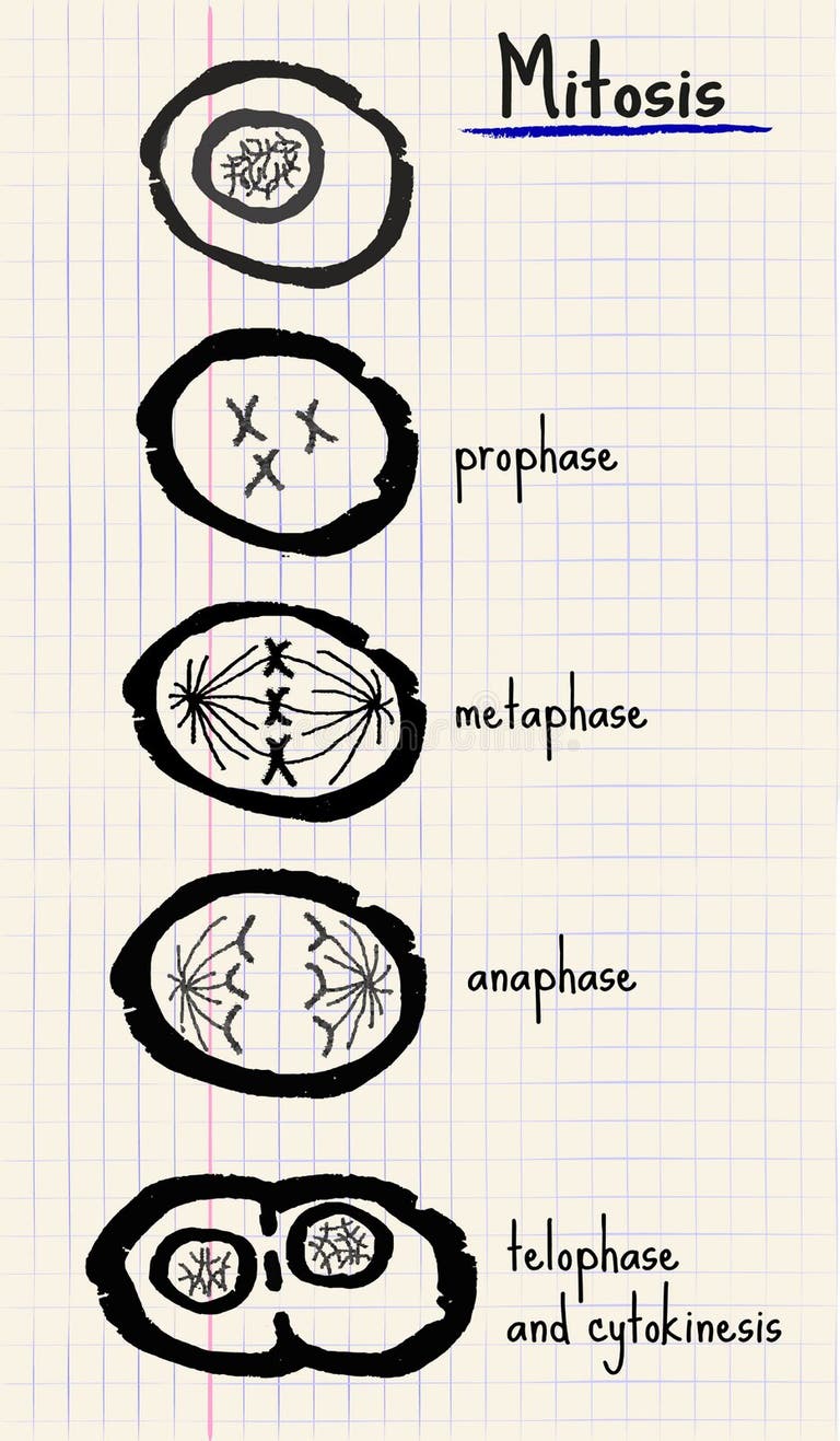 Drawing Mitosis Stock Illustrations – 133 Drawing Mitosis Stock ...