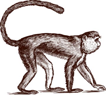 Capuchin Monkey Stock Illustrations – 1,365 Capuchin Monkey Stock ...