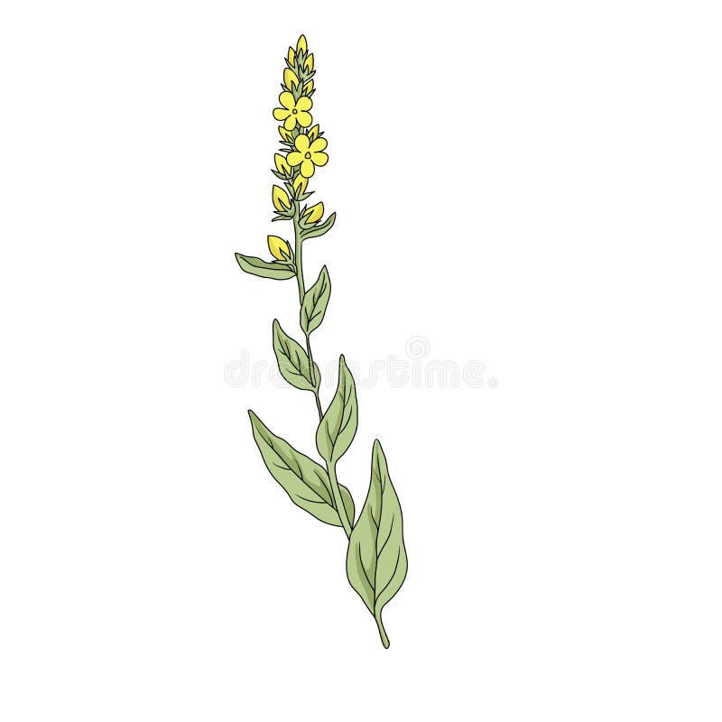 Vector drawing mullein stock vector. Illustration of spring - 202620768