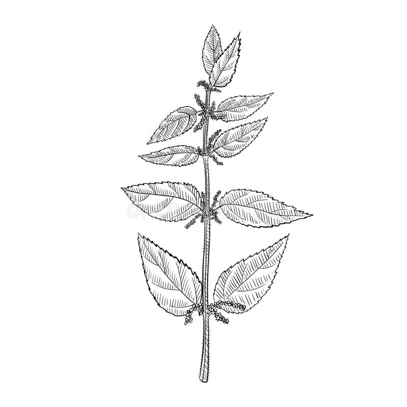 Vector drawing nettle stock vector. Illustration of phytomedicine ...