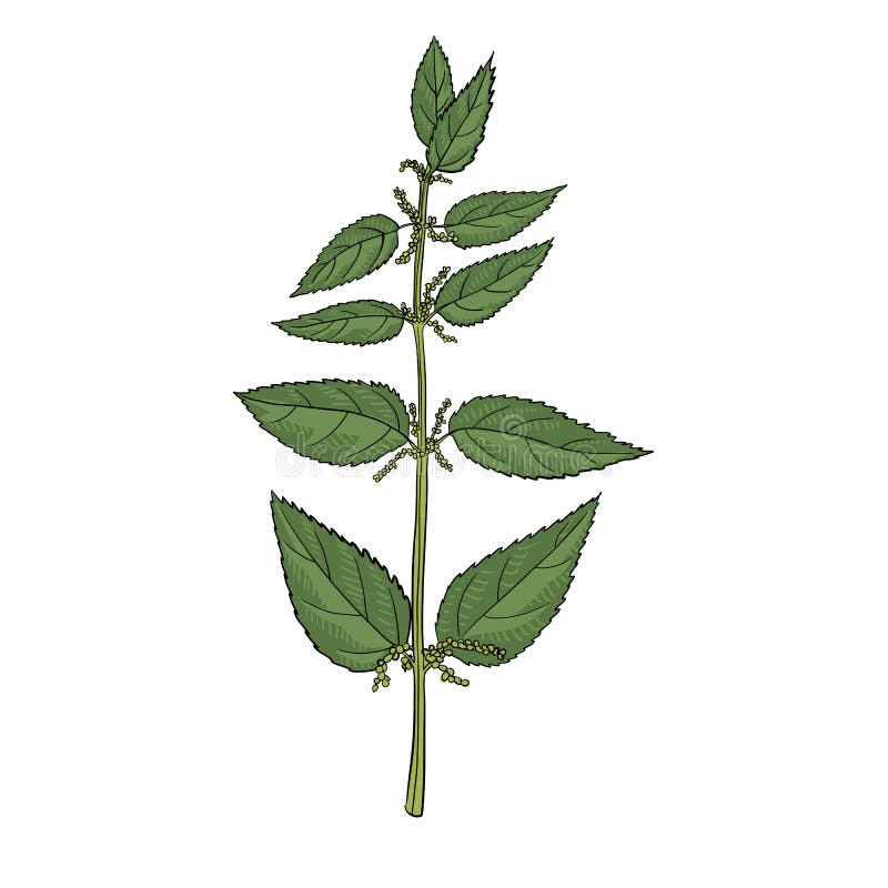 Vector drawing nettle stock vector. Illustration of flower - 202620732