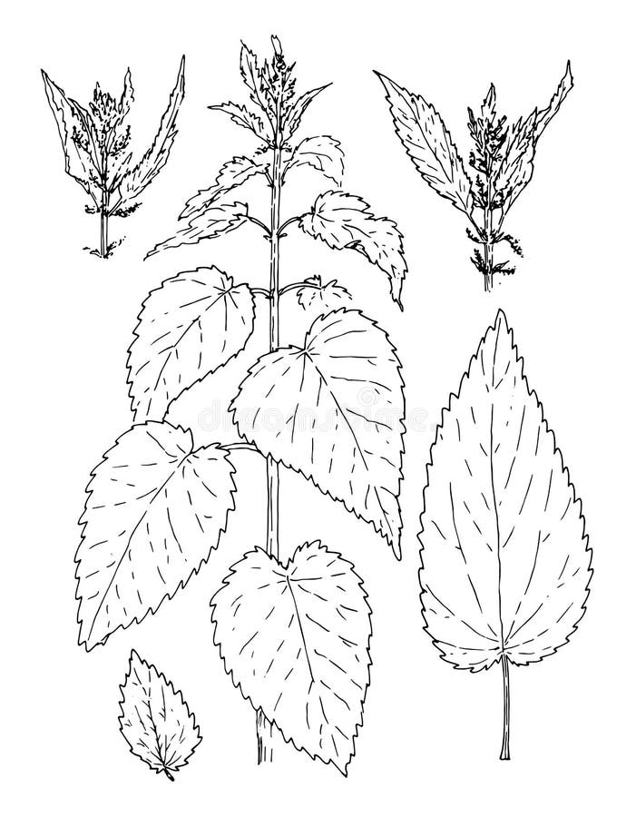 Vector Drawing Of Nettle, A Set Of Isolated Elements Of A Medicinal ...
