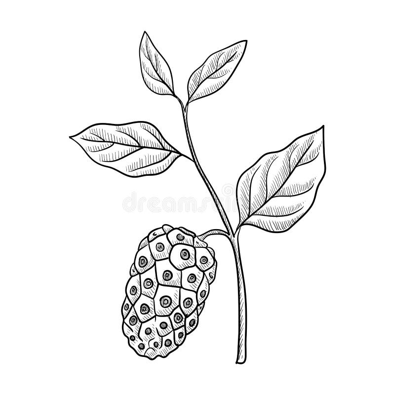 Vector drawing noni stock vector. Illustration of leaf - 183537650