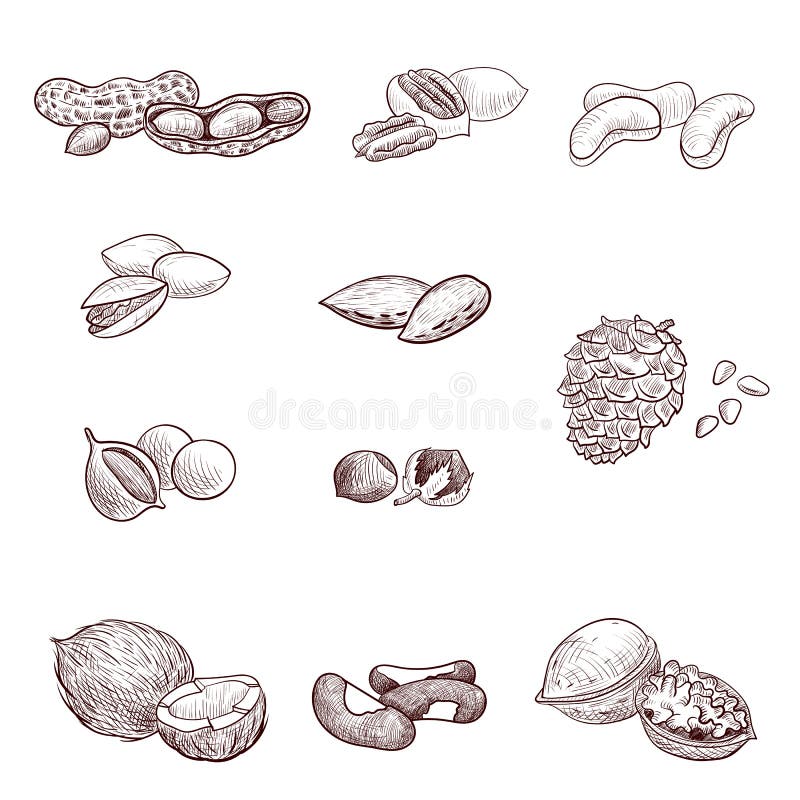 Vector drawing nuts stock vector. Illustration of diet - 159919279