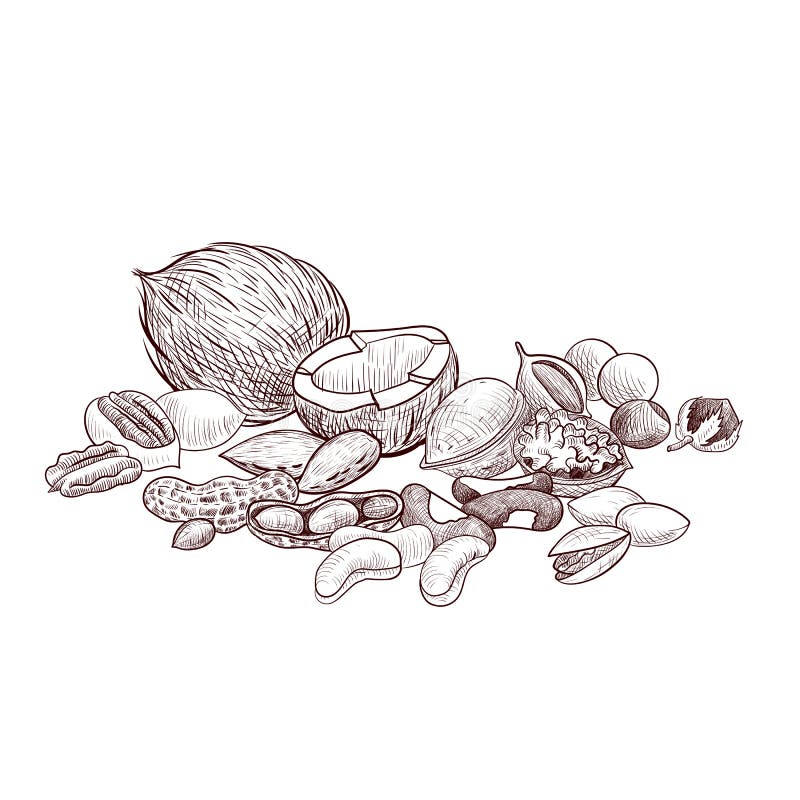 Vector drawing nuts stock illustration. Illustration of engrave - 189093683