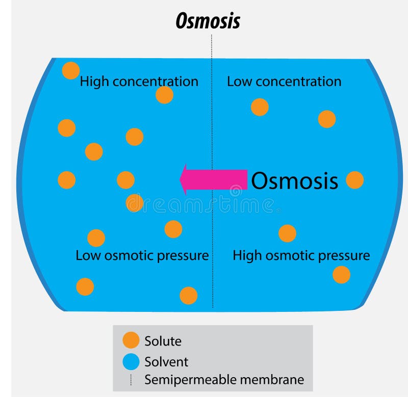 Osmosis the Spontaneous Net Movement or Diffusion of Solvent Molecules ...