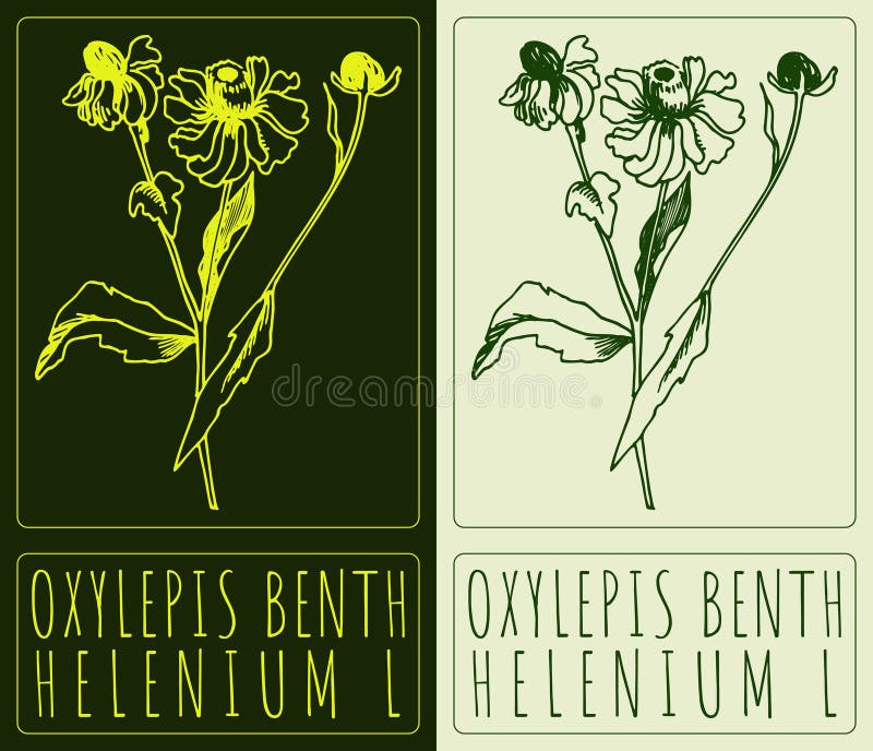 Helenium L Stock Illustrations – 21 Helenium L Stock Illustrations ...