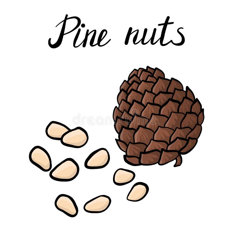 Pine Nuts Vector Drawing Stock Illustrations – 510 Pine Nuts Vector ...