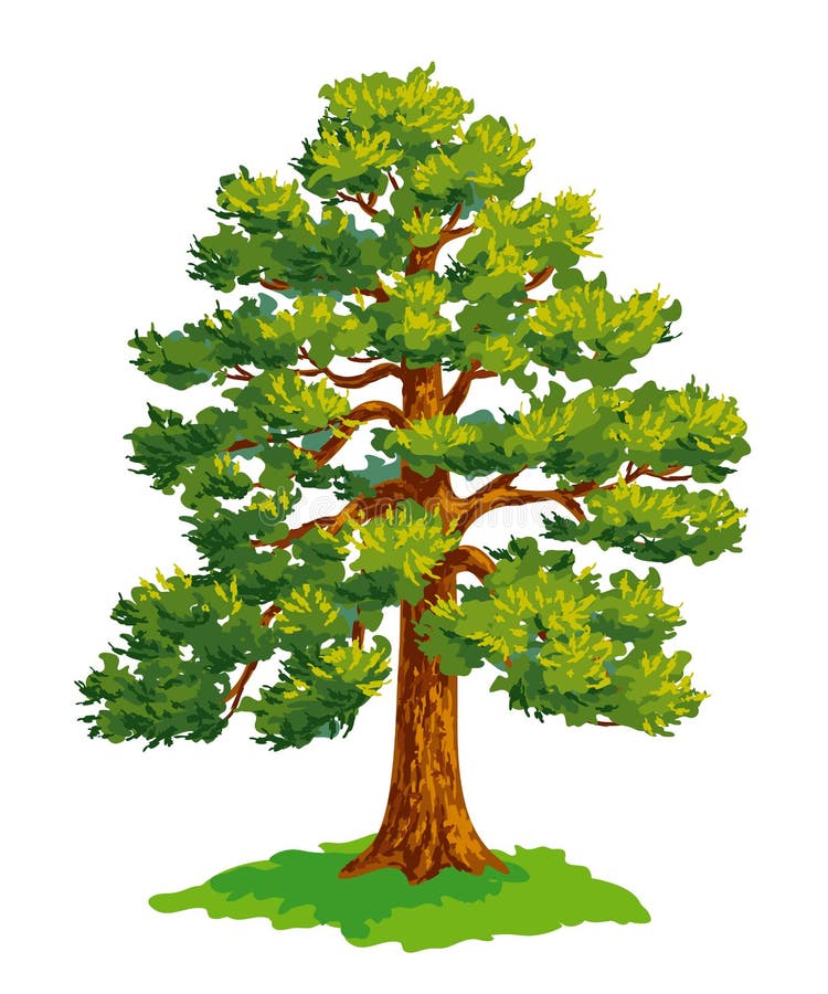 Pine Tree Drawing Stock Illustrations – 63,067 Pine Tree Drawing Stock ...