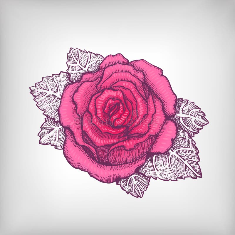 Rose Line Art Stock Illustrations – 34,124 Rose Line Art Stock ...
