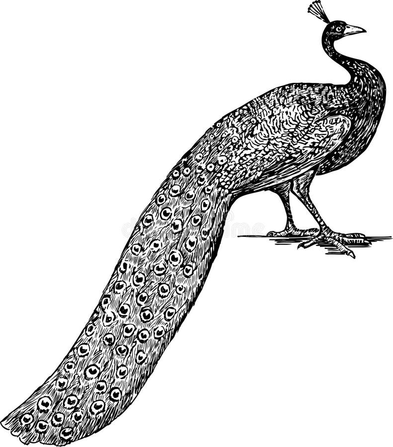 Peacock Side View Stock Illustrations – 232 Peacock Side View Stock ...