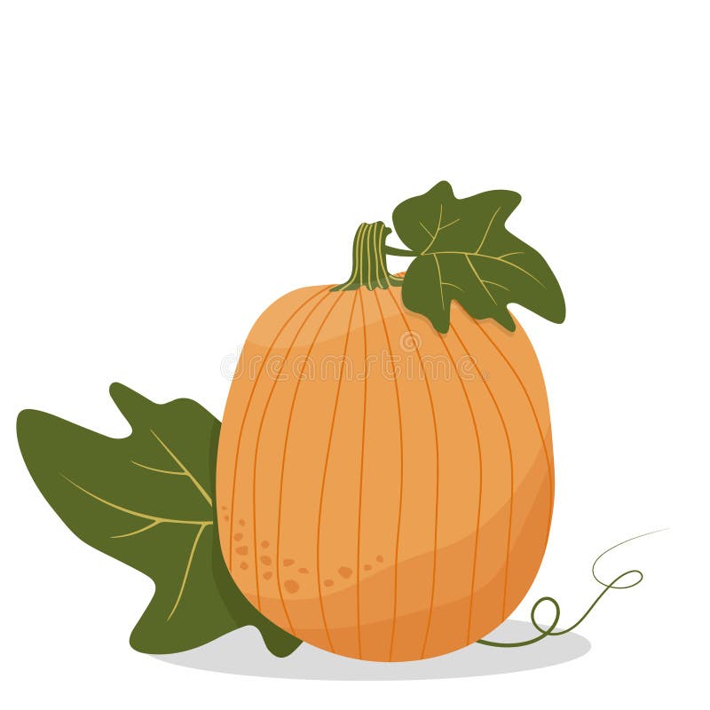 Vector Drawing of a Pumpkin with Leaves Stock Vector - Illustration of ...