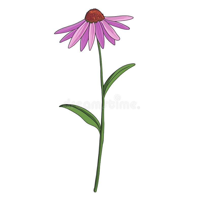 Vector Drawing Purple Coneflower Stock Illustration - Illustration of ...