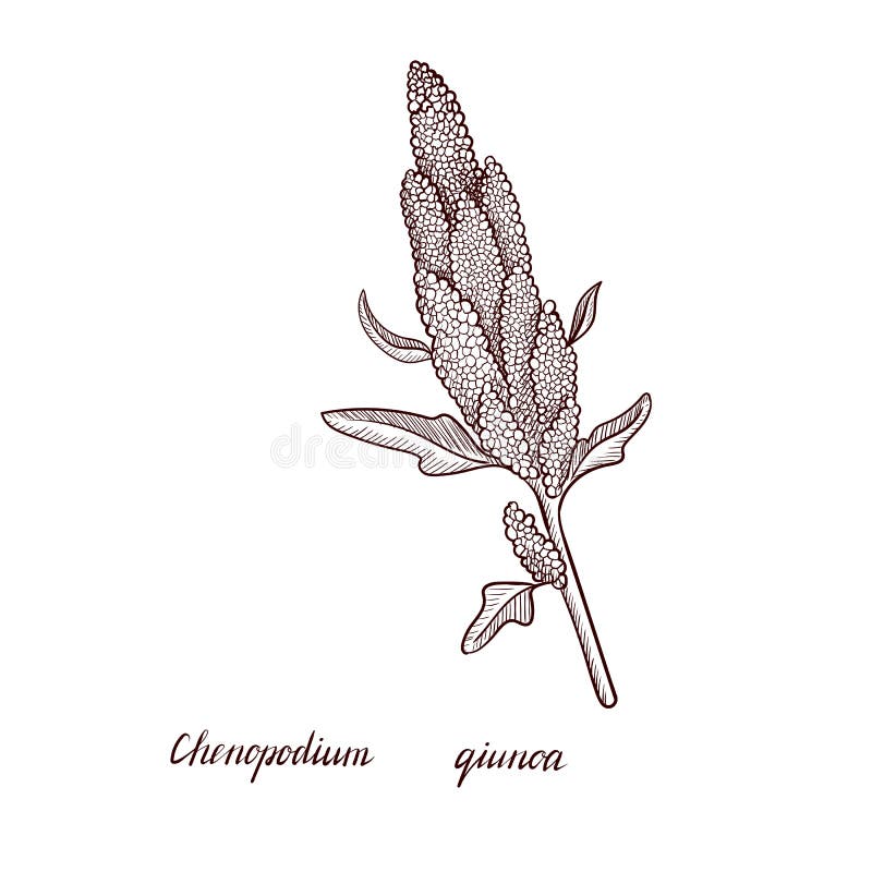 Quinoa Illustration Stock Illustrations – 1,935 Quinoa Illustration ...