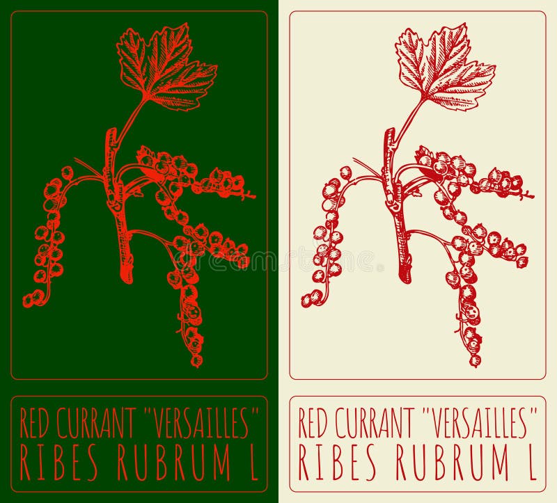 Rubrum L Stock Illustrations – 3 Rubrum L Stock Illustrations, Vectors ...
