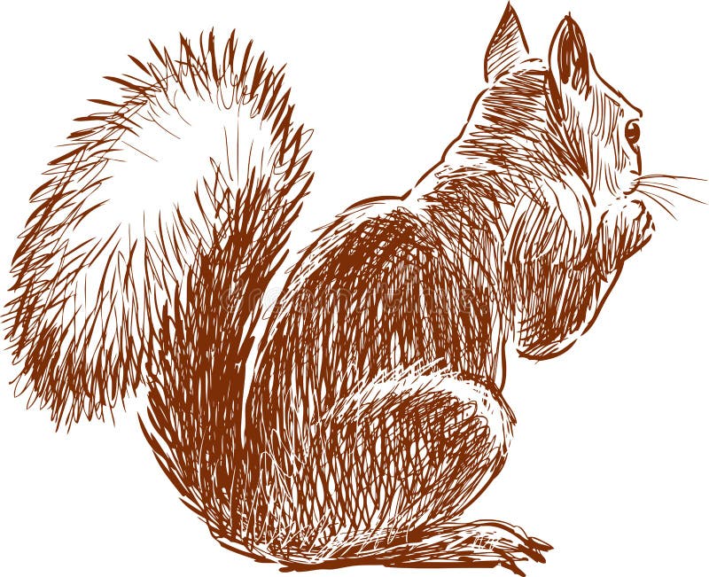 Sketch of a small squirrel stock vector. Illustration of white - 112271560