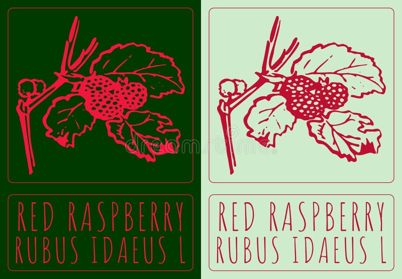 Red Raspberry Plant Drawing Stock Illustrations – 2,908 Red Raspberry ...