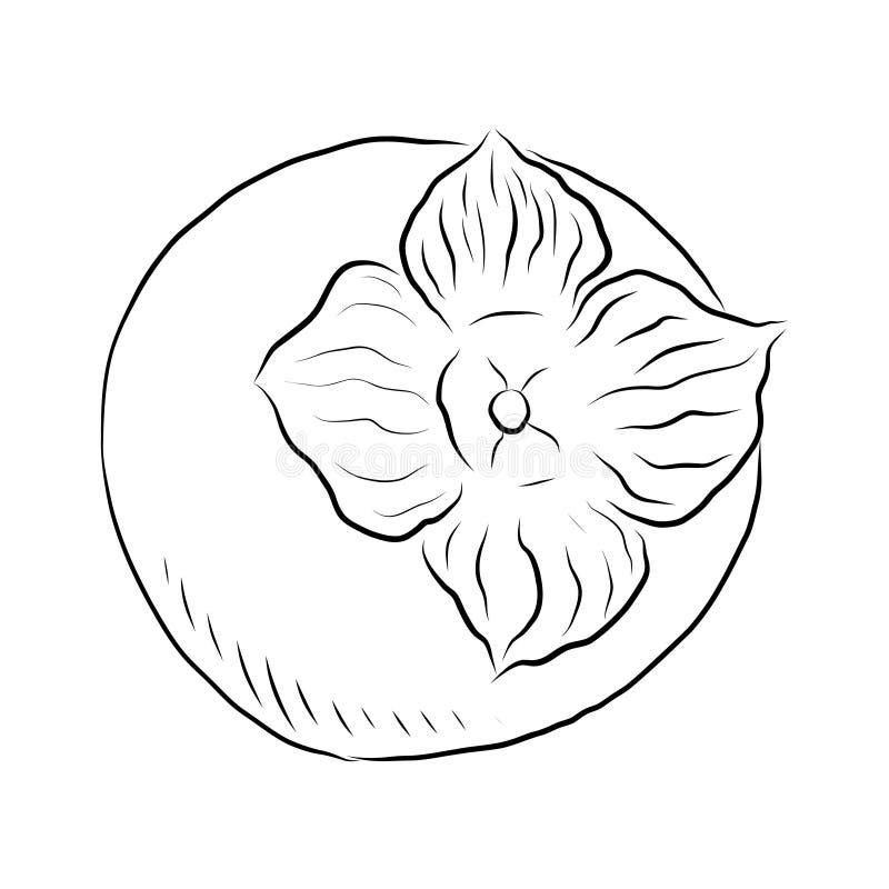 VECTOR DRAWING of a RIPE PERSIMMON on a WHITE BACKGROUND Stock ...