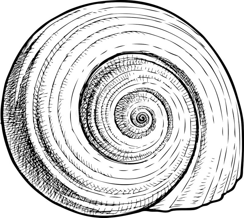 Sketch of a Big Sea Cockleshell Stock Vector - Illustration of life ...