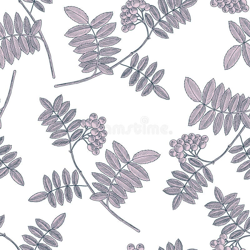 Vector Drawing Seamless Pattern with Branch of Rowan Tree with Leaves ...
