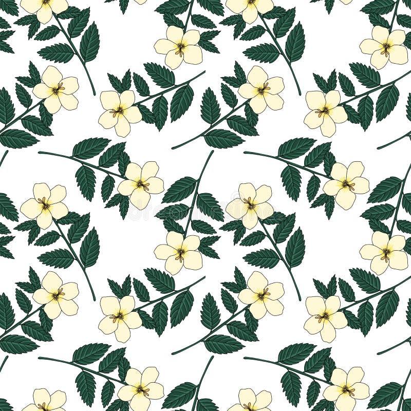 Vector Drawing Seamless Pattern with White Buttercup Stock Vector ...