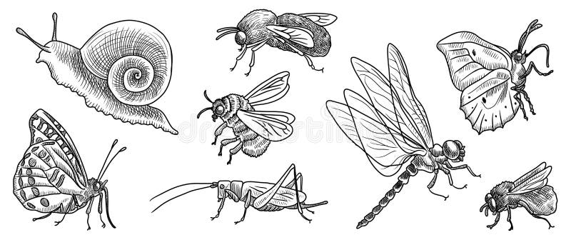 Vector Drawing Set of Insects Stock Vector - Illustration of wildlife ...
