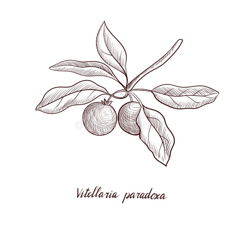 Vector drawing shea tree stock vector. Illustration of engrave - 161765575