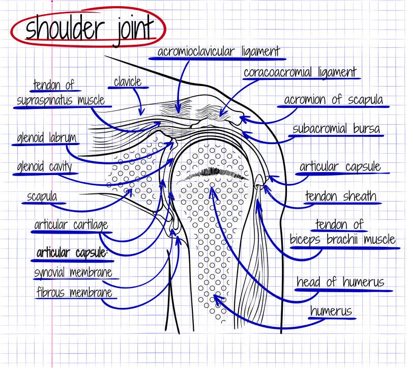 Vector Drawing of the Shoulder Joint Stock Vector - Illustration of ...