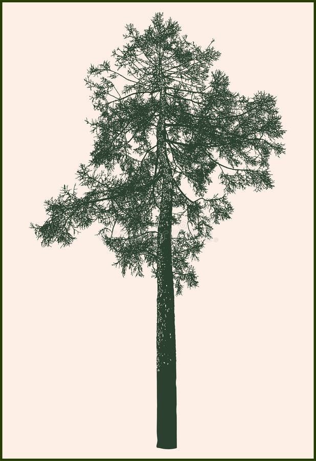 Vector Drawing of Silhouette Single Young Pine Tree Stock Vector ...