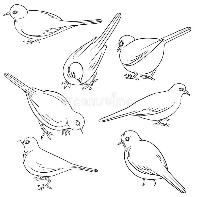Vector Drawing Sitting Bird Stock Vector - Illustration of sketch ...
