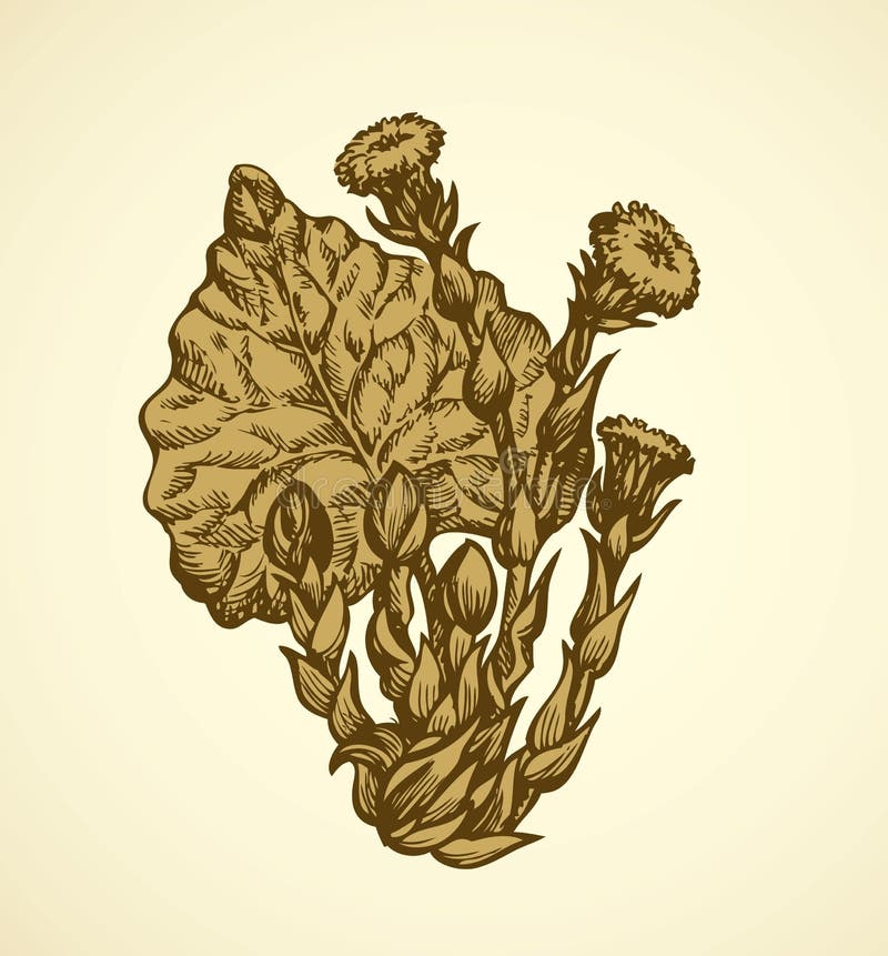 Coltsfoot Icon Stock Illustrations – 59 Coltsfoot Icon Stock ...