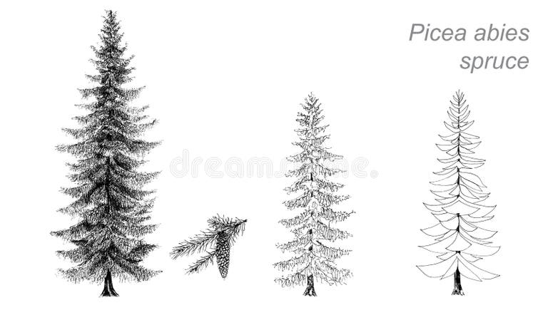 Picea Stock Illustrations – 2,460 Picea Stock Illustrations, Vectors ...