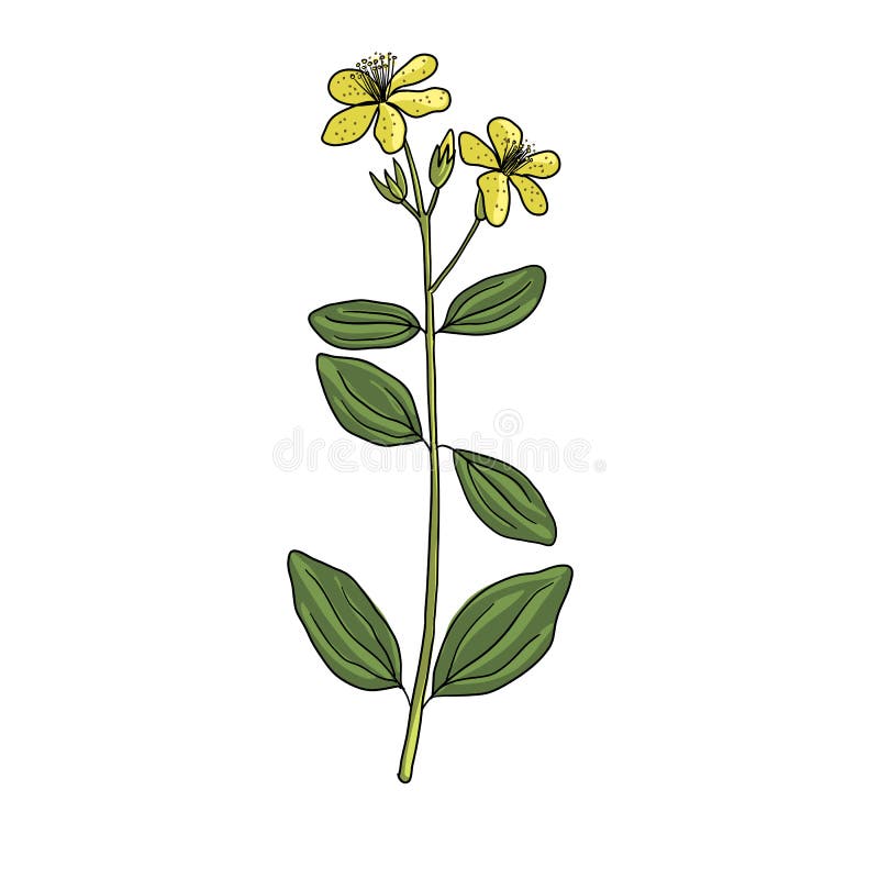 Vector Drawing St. John S Wort Stock Illustration - Illustration of ...