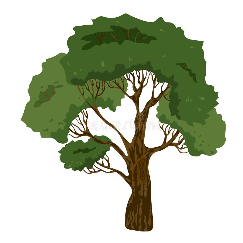 Vector Drawing of a Tree with a Crown and a Trunk. Stock Illustration ...