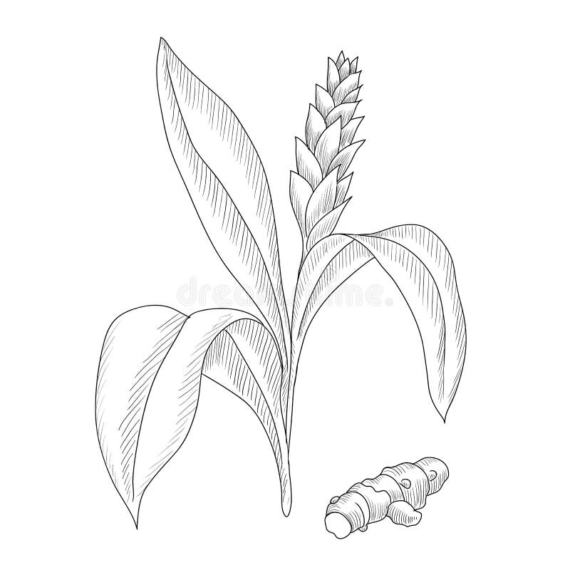 Turmeric Stock Illustrations – 2,790 Turmeric Stock Illustrations ...