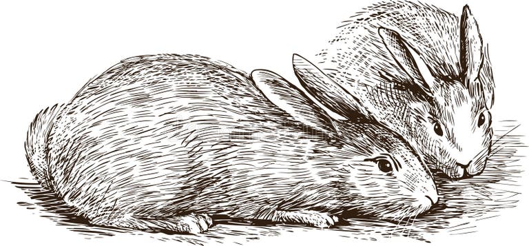 Rabbits Tail Stock Illustrations – 1,043 Rabbits Tail Stock ...