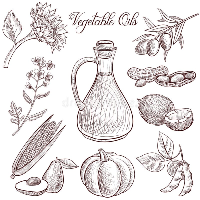 Vector Drawing Vegetable Oil Stock Vector - Illustration of engrave ...