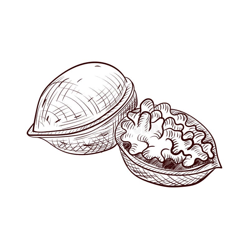 Vector drawing walnut stock vector. Illustration of calorie - 166081516
